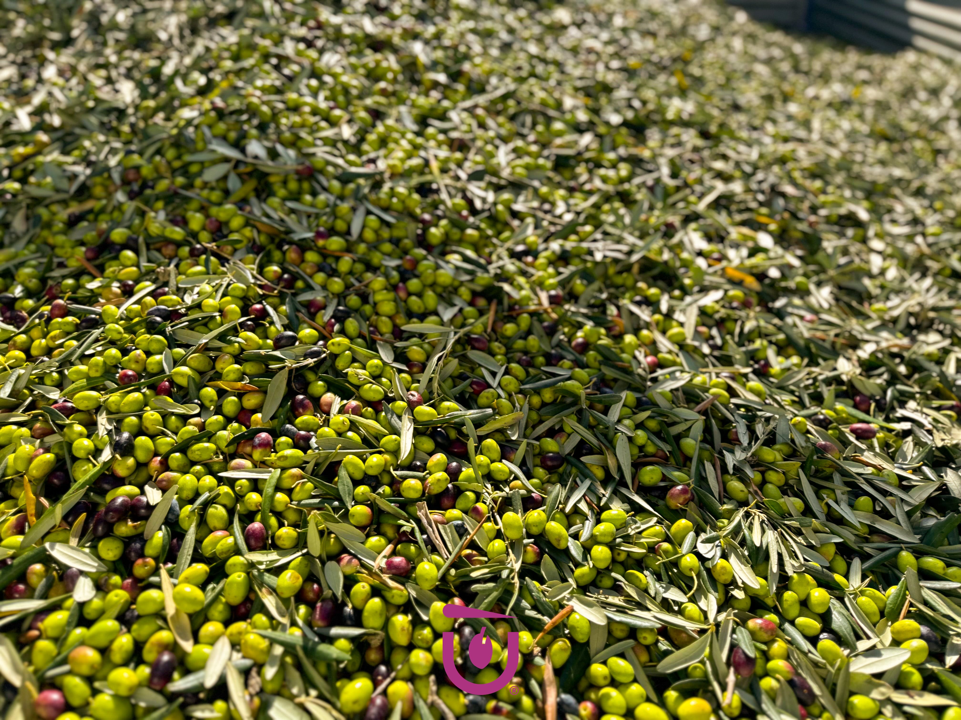 La raccolta dell'olio EVO Ulivè Grand Cru del 2022